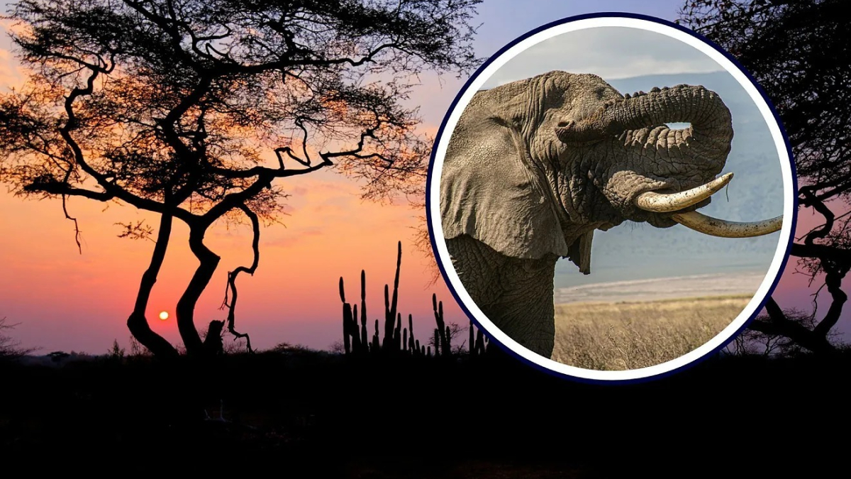 Elephant kills 22 people after brutal stampede | MARCA
